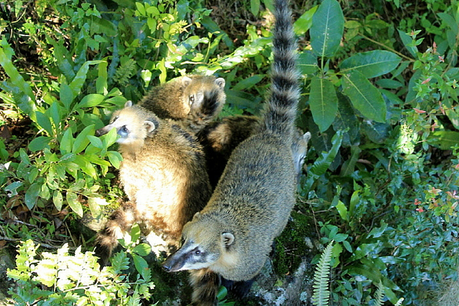 quati - Eu Viajo com Filhos